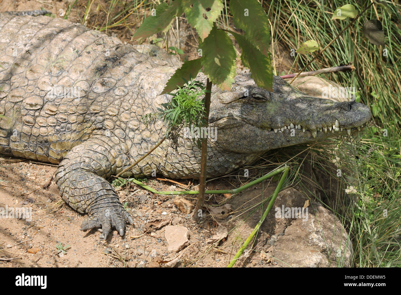 Crocodile basking in the sun Stock Photo - Alamy