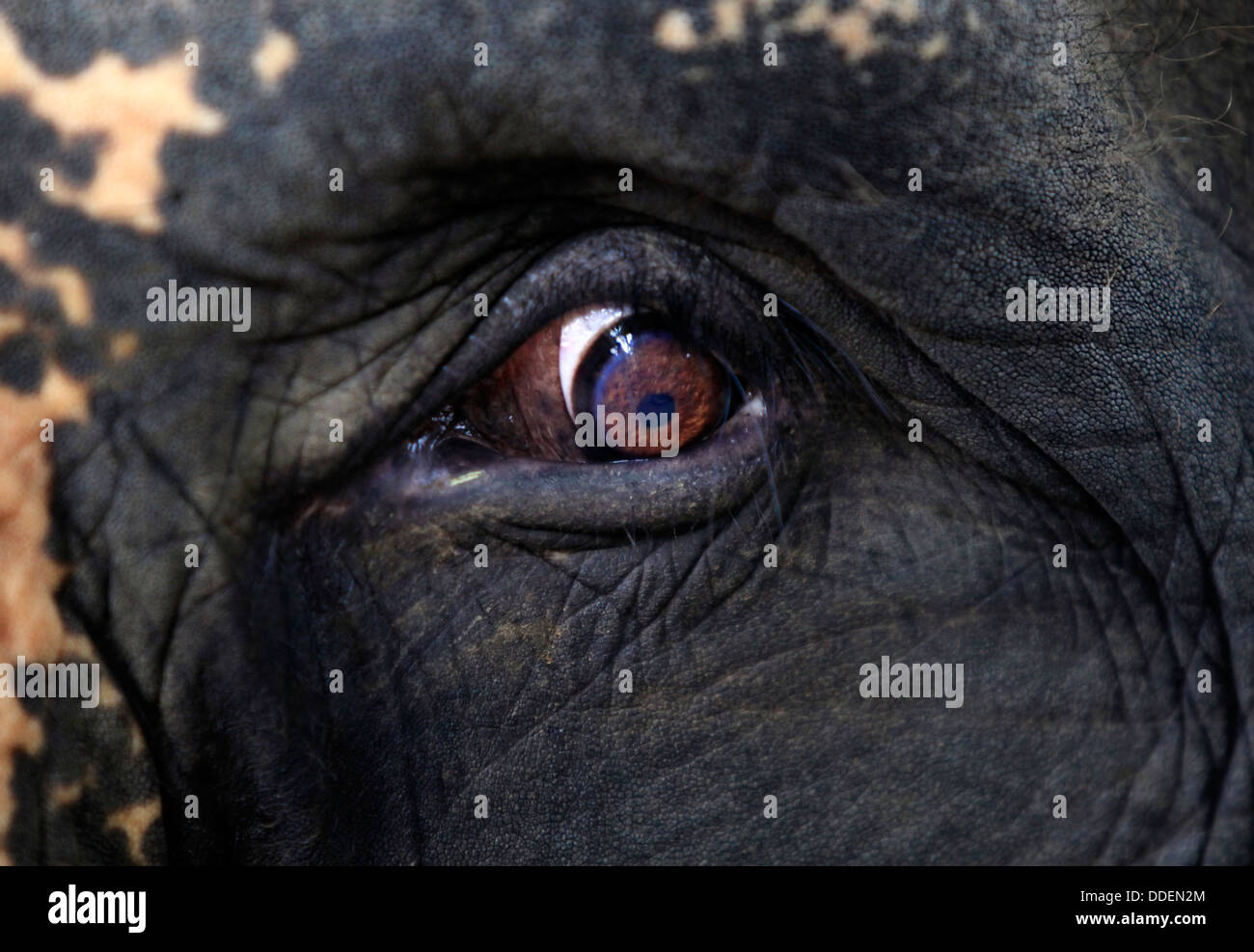 Elephant eye close-up Stock Photo - Alamy