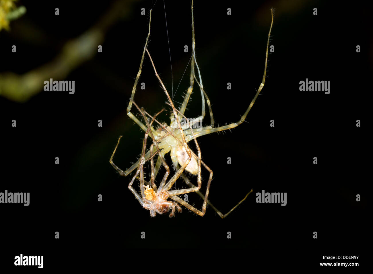 Spider ( probably Thaumasia sp. family Pisauridae) changing its skin ...