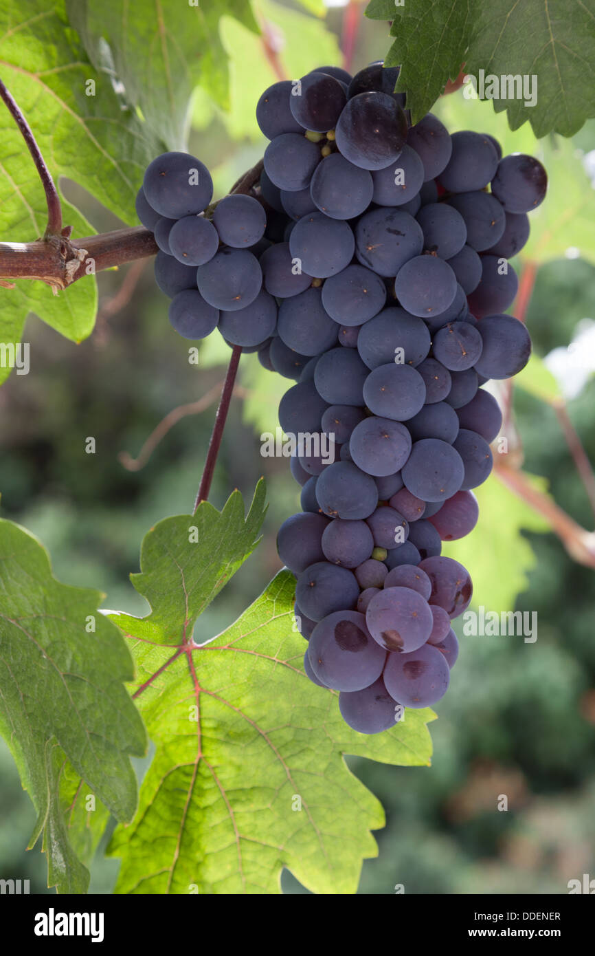 Bunch of organic grapes ready to be harvested Stock Photo - Alamy
