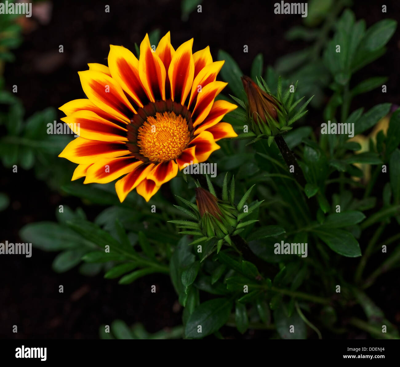 Treasure flower red stripe hi-res stock photography and images - Alamy