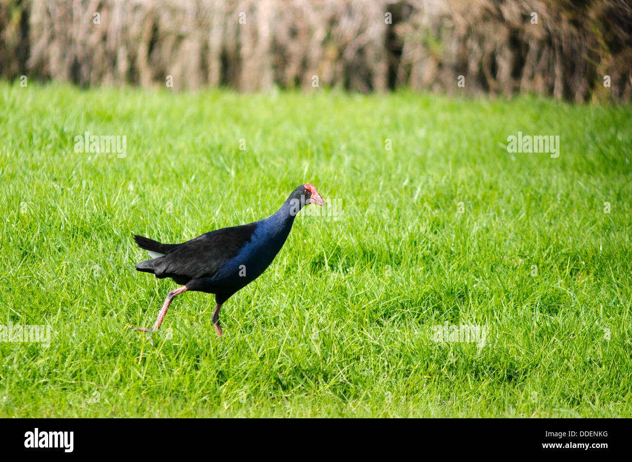 Pukeko Native New Zealand Bird High Resolution Stock Photography and ...
