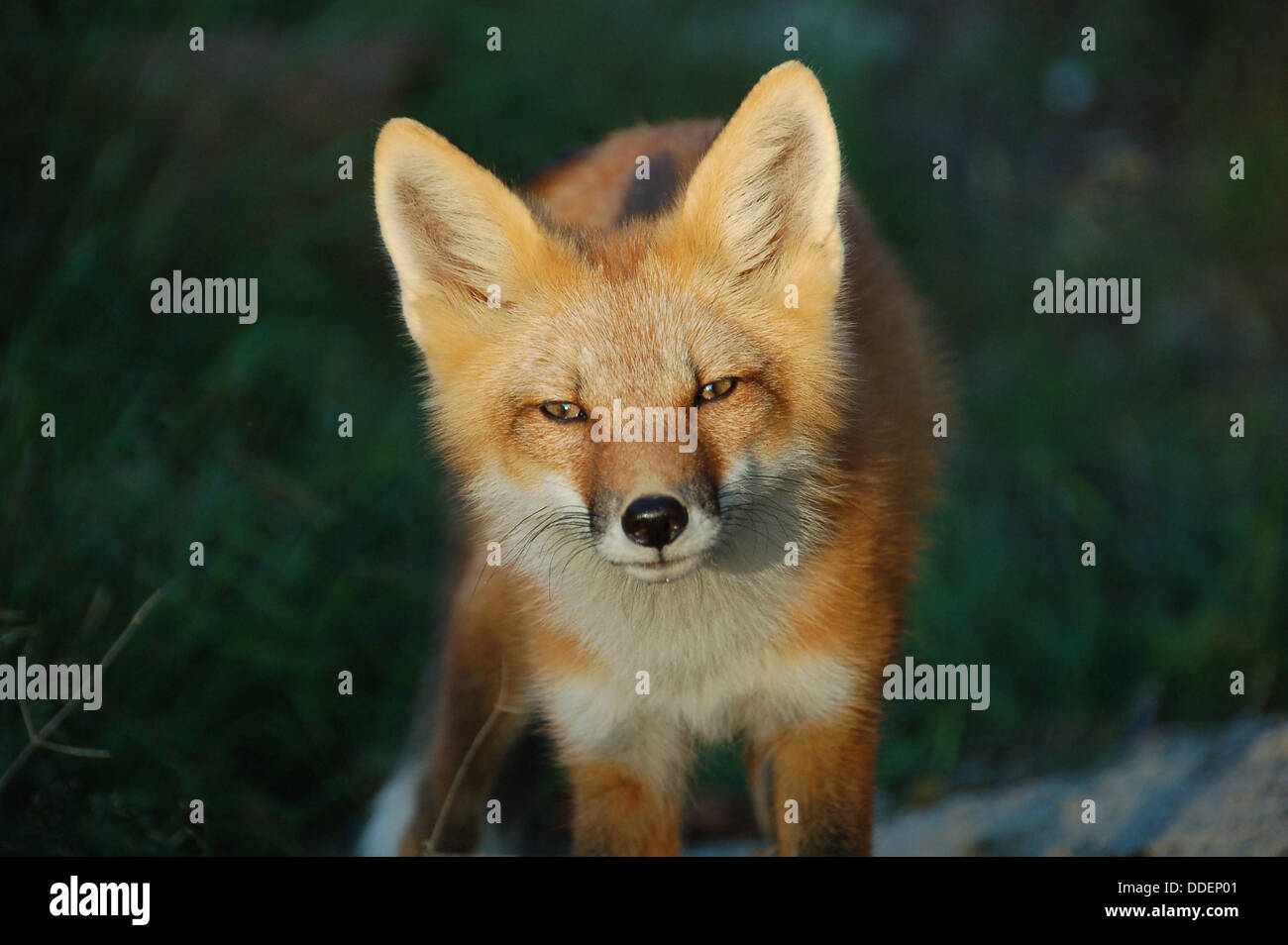 Wild red fox looking at the camera Stock Photo - Alamy