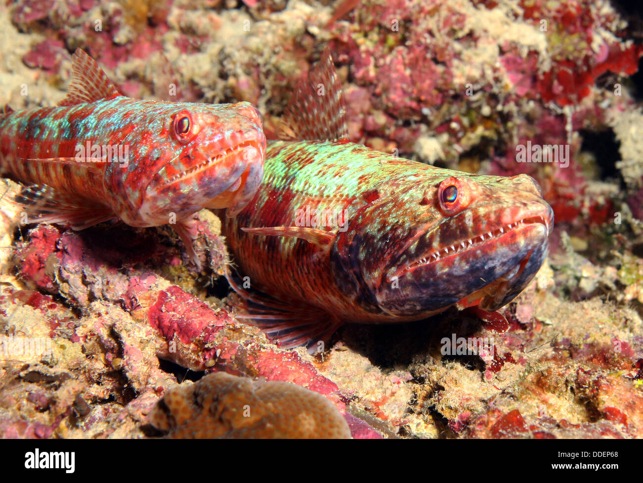 Two Variegated Lizardfish (Synodus Variegatus) Showing Teeth, Bunaken ...