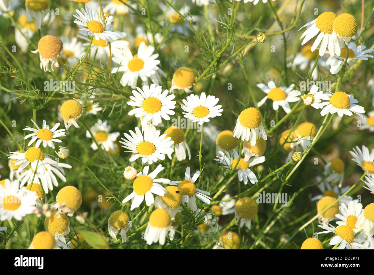 White-yellow flowers of Wild chamomile (Matricaria recutita). Location ...