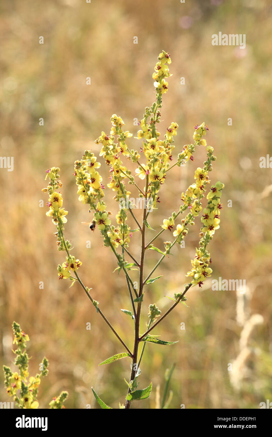 Yellow flowers of Dark Mullein (Verbascum nigrum). Location: Male ...