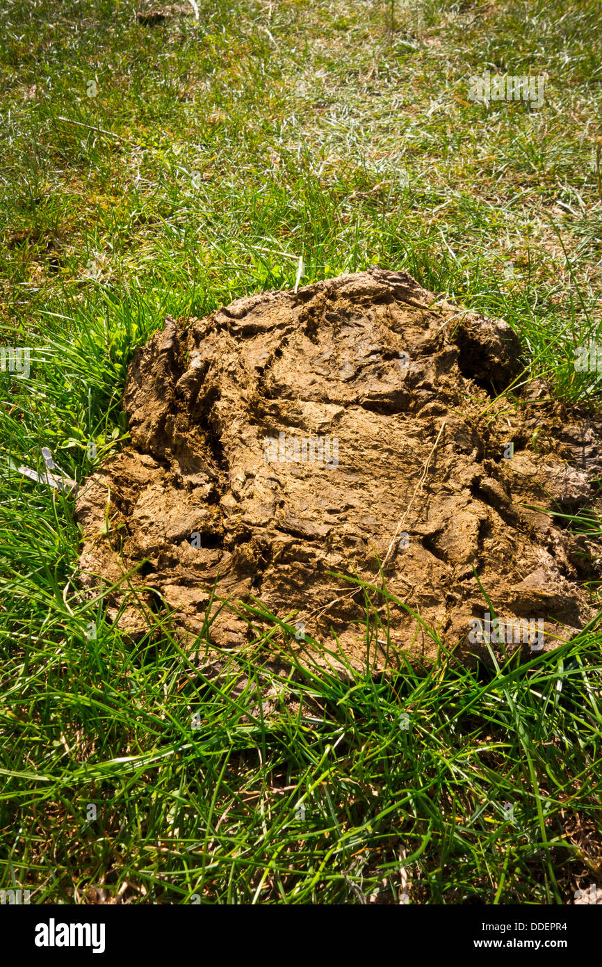 Cow pat hi-res stock photography and images - Alamy