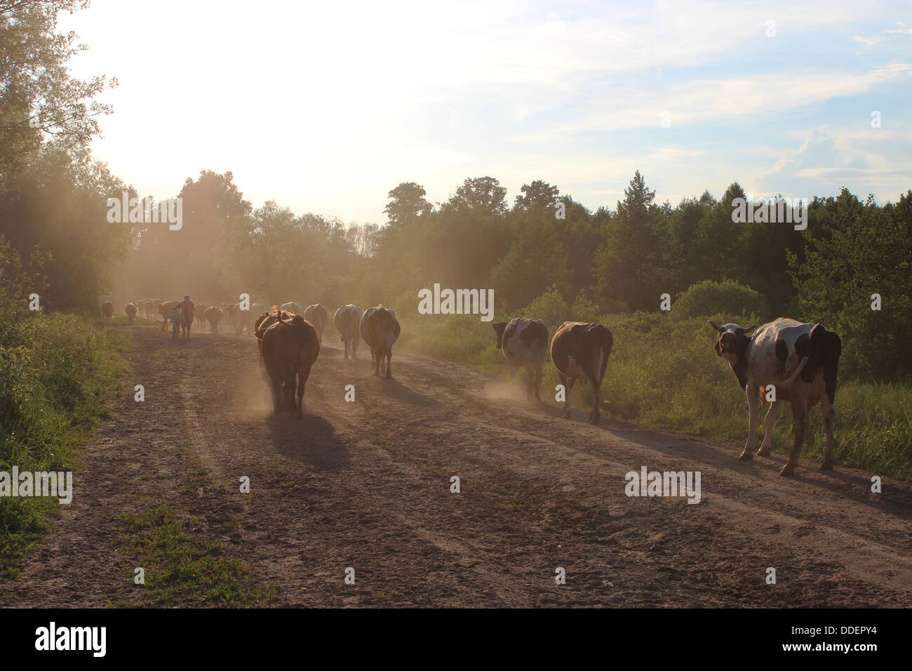 image of cows coming back from pasture Stock Photo - Alamy