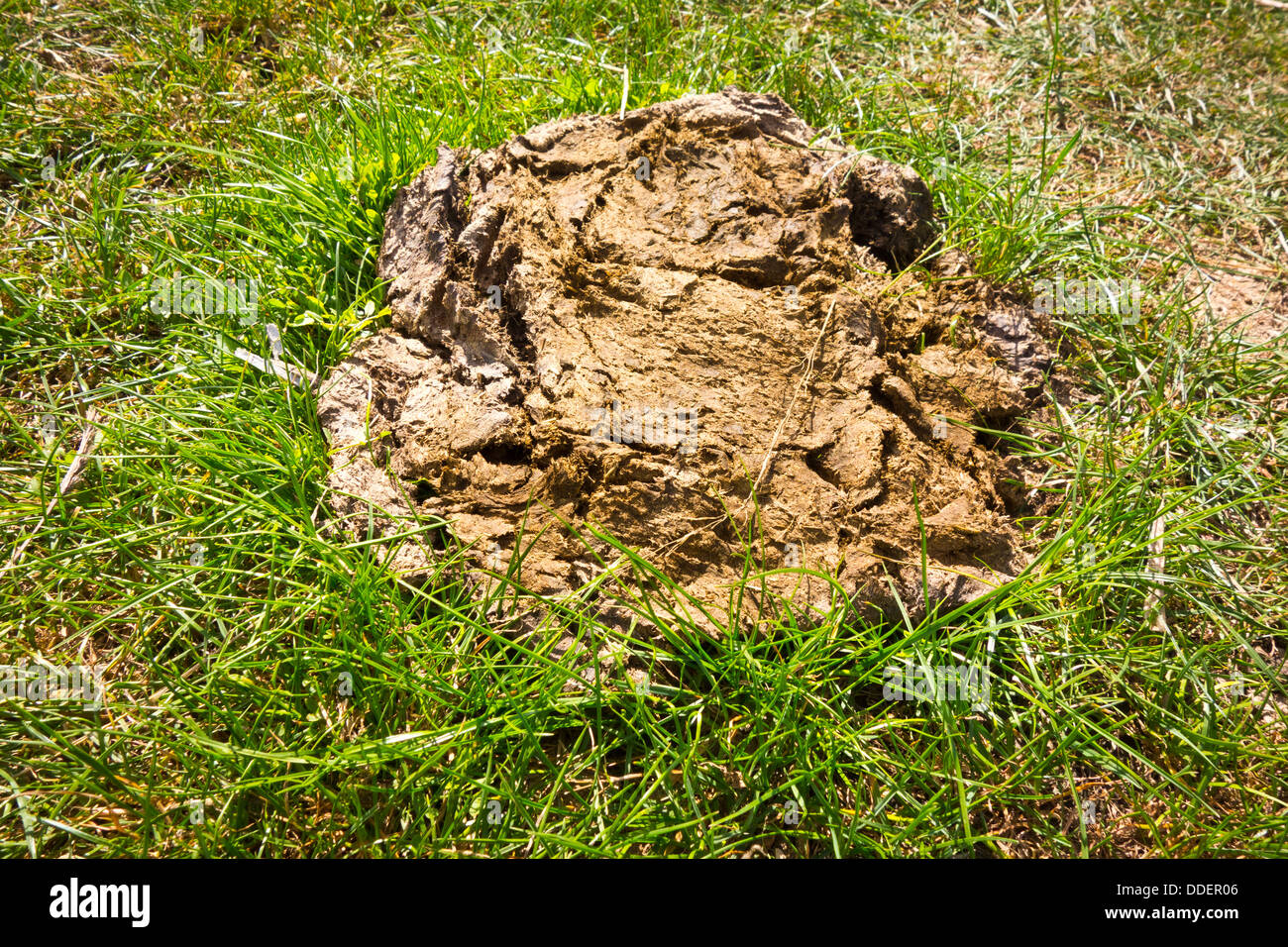 Cow pat hi-res stock photography and images - Alamy