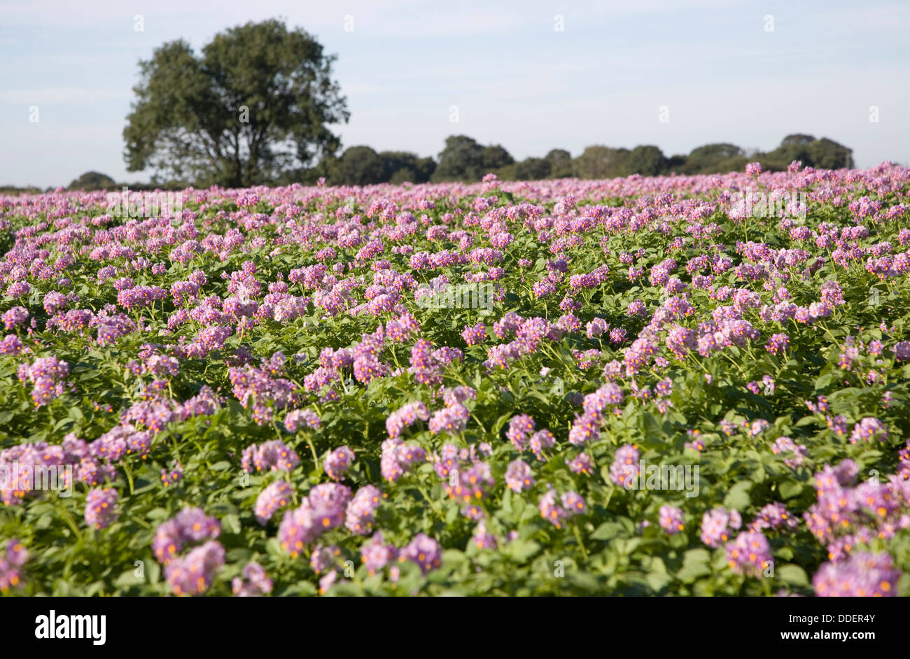 Purple flowers field potatoes Suffolk England Stock Photo - Alamy