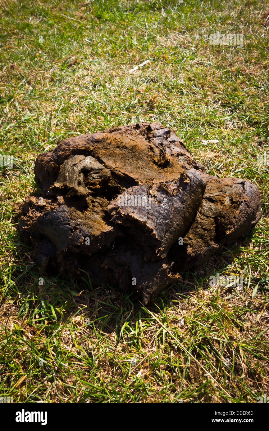 Cow pat hi-res stock photography and images - Alamy