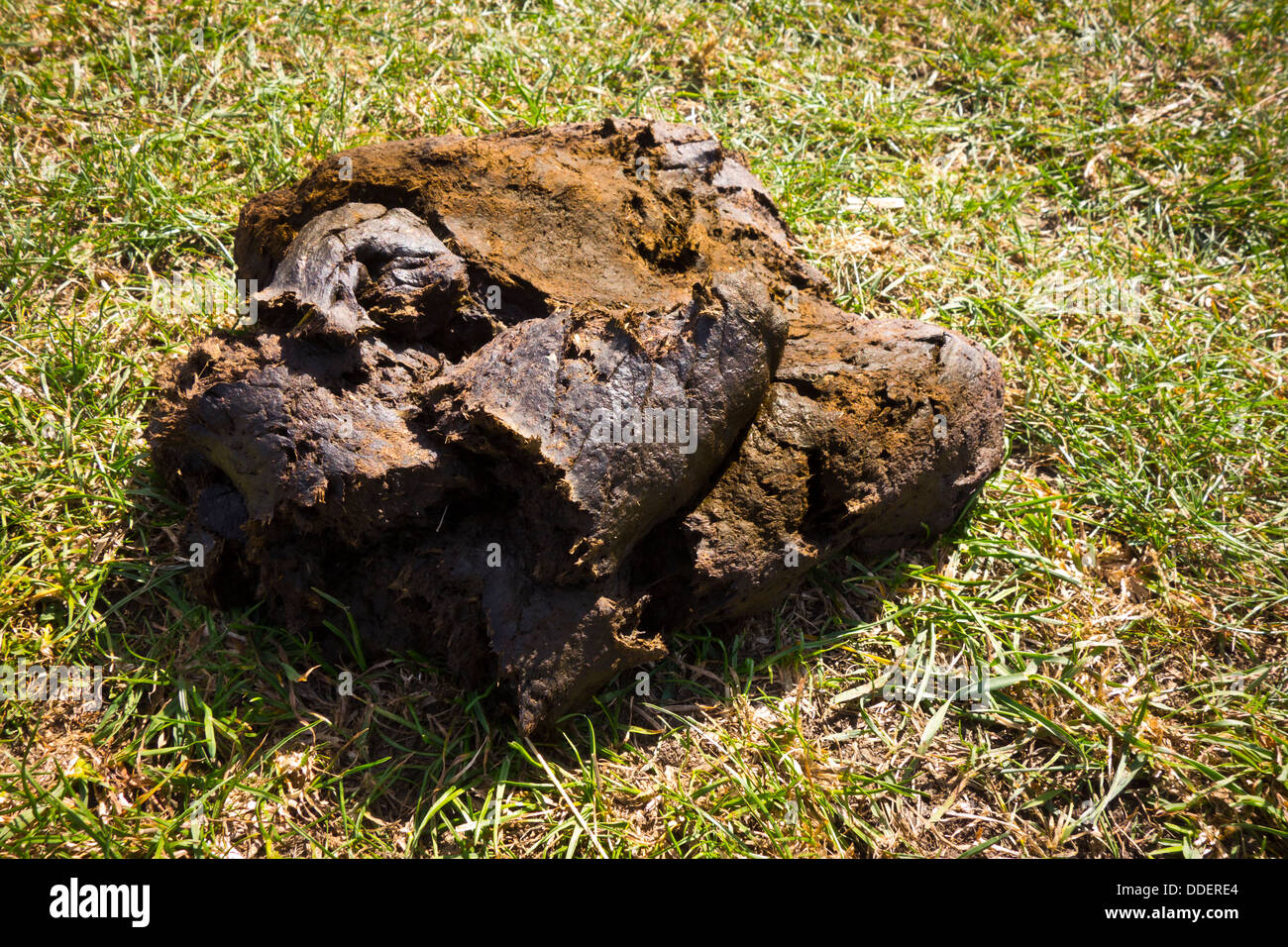 Cow pat hi-res stock photography and images - Alamy
