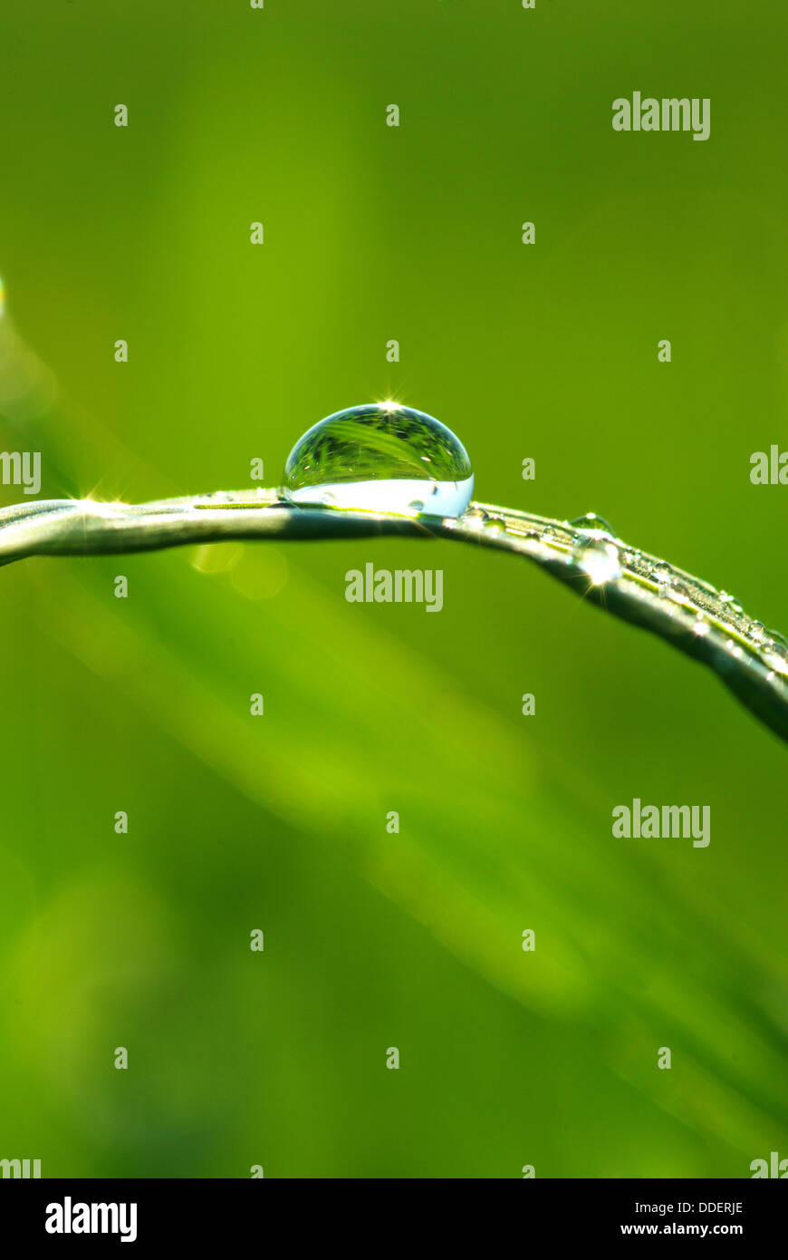 drop on lawn Stock Photo - Alamy