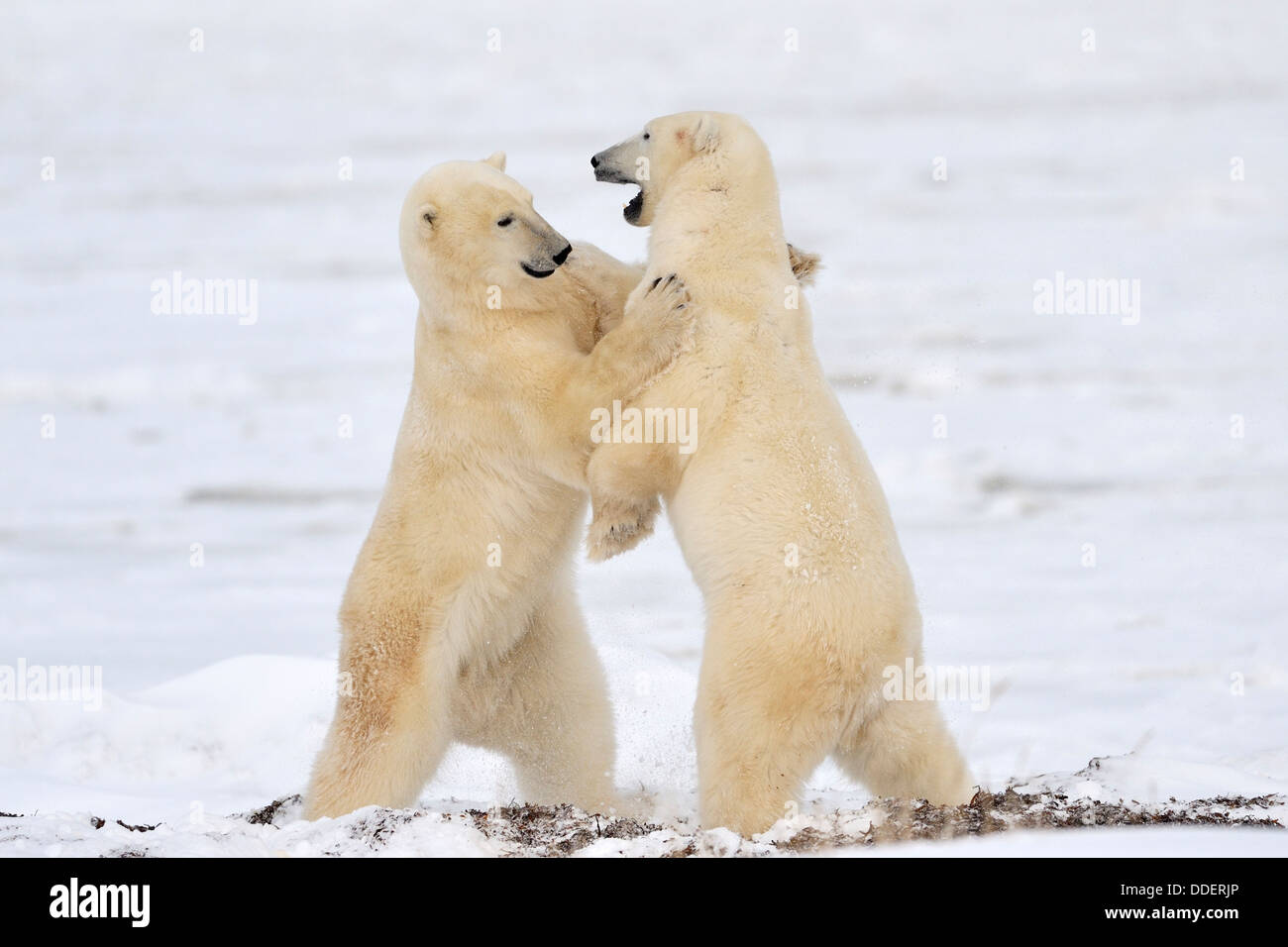 Polar bear standing up hi-res stock photography and images - Alamy