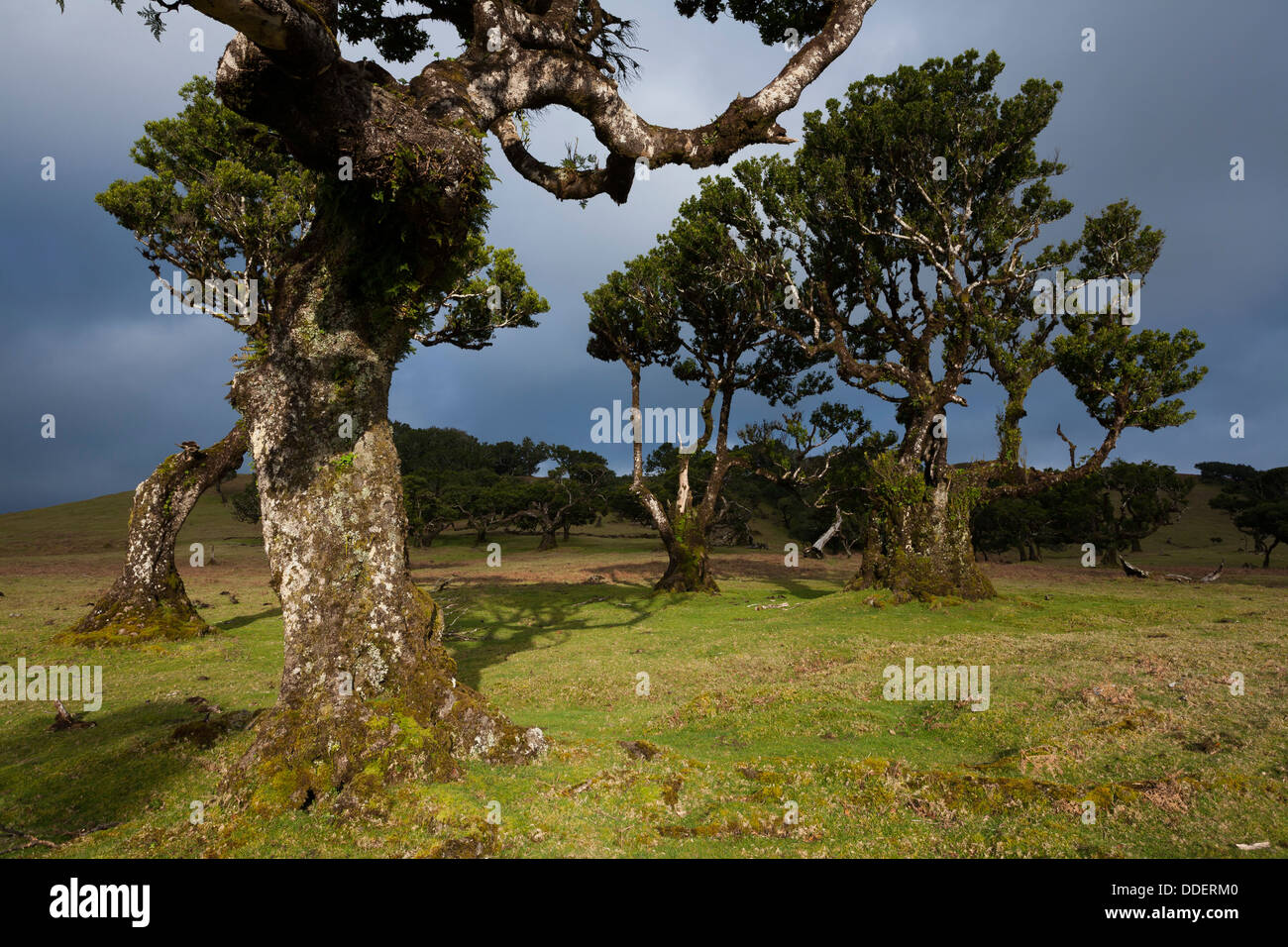 Old Gnarled Trees High Resolution Stock Photography and Images - Alamy