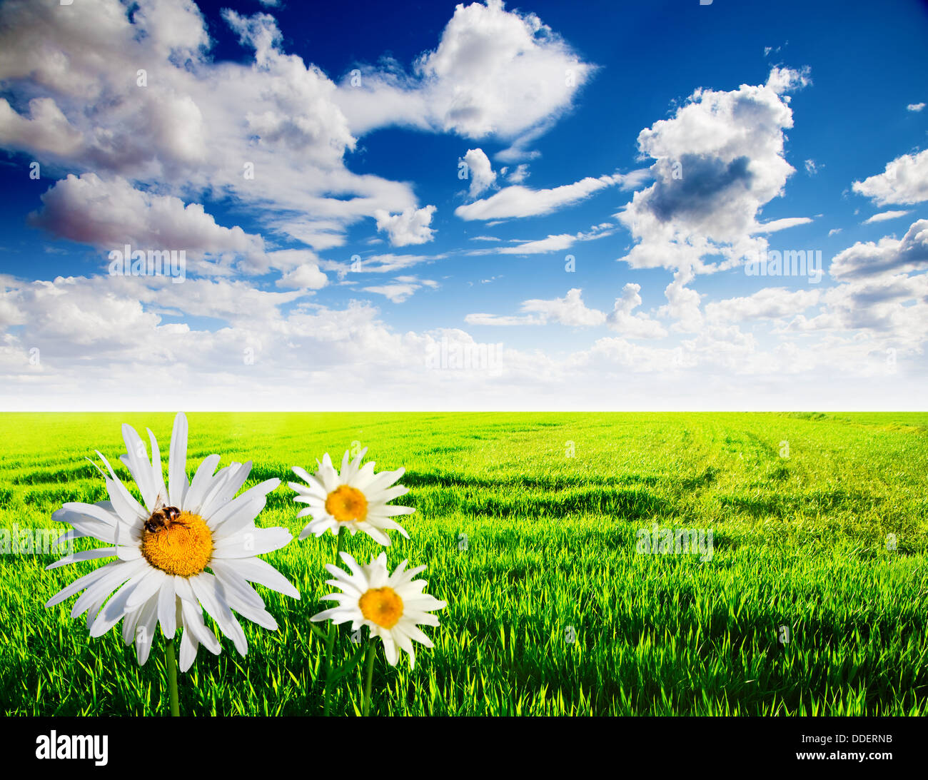 fiels of daisies Stock Photo - Alamy
