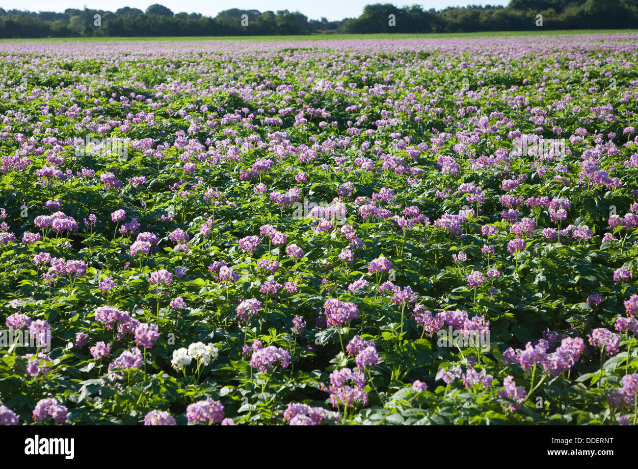 Field potatoes hi-res stock photography and images - Alamy