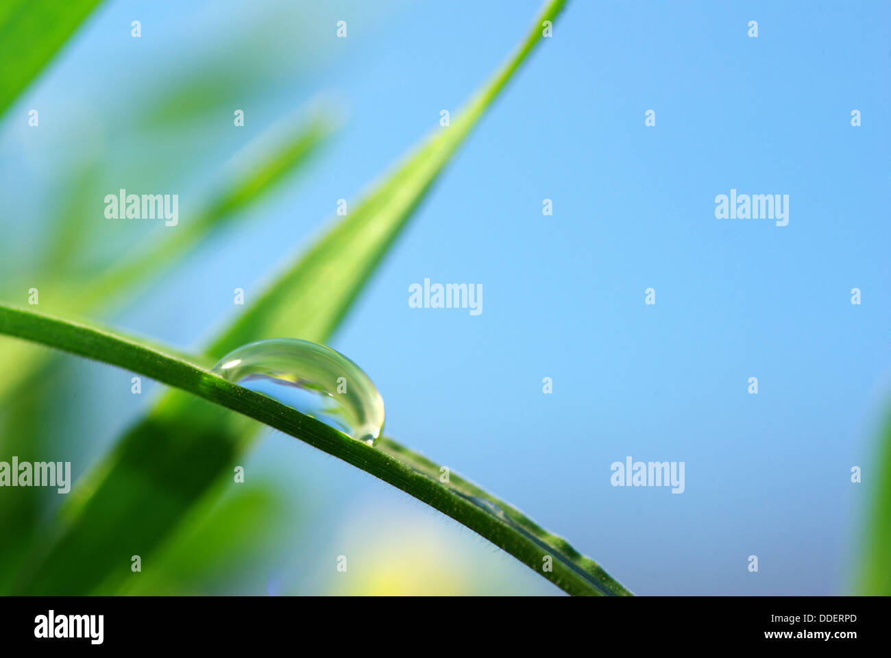 drop on grass Stock Photo - Alamy