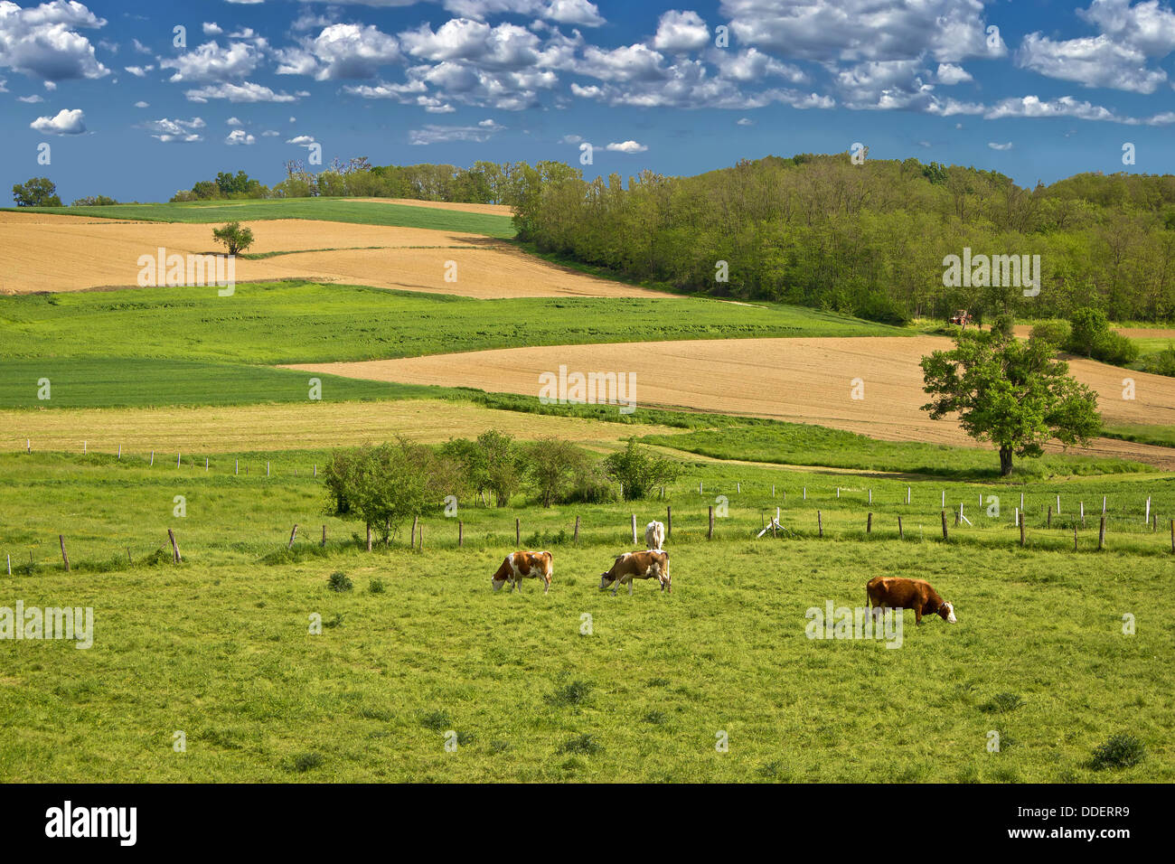 Herd of cows in green landscape under blue sky Stock Photo - Alamy