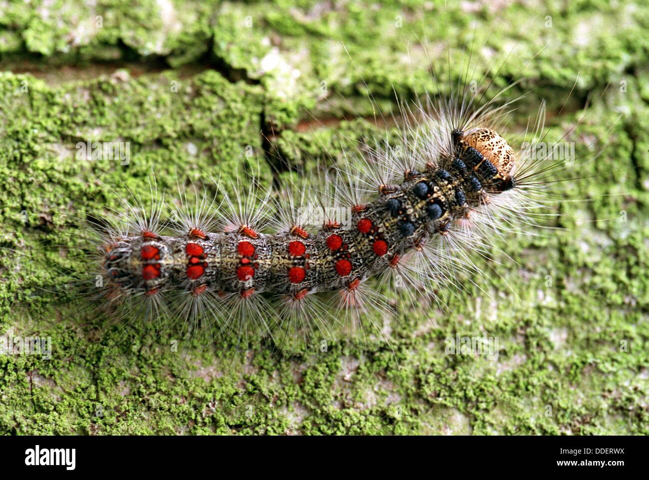 View of a Gypsy moth (Lymantria dispar) caterpillar, photographed on ...