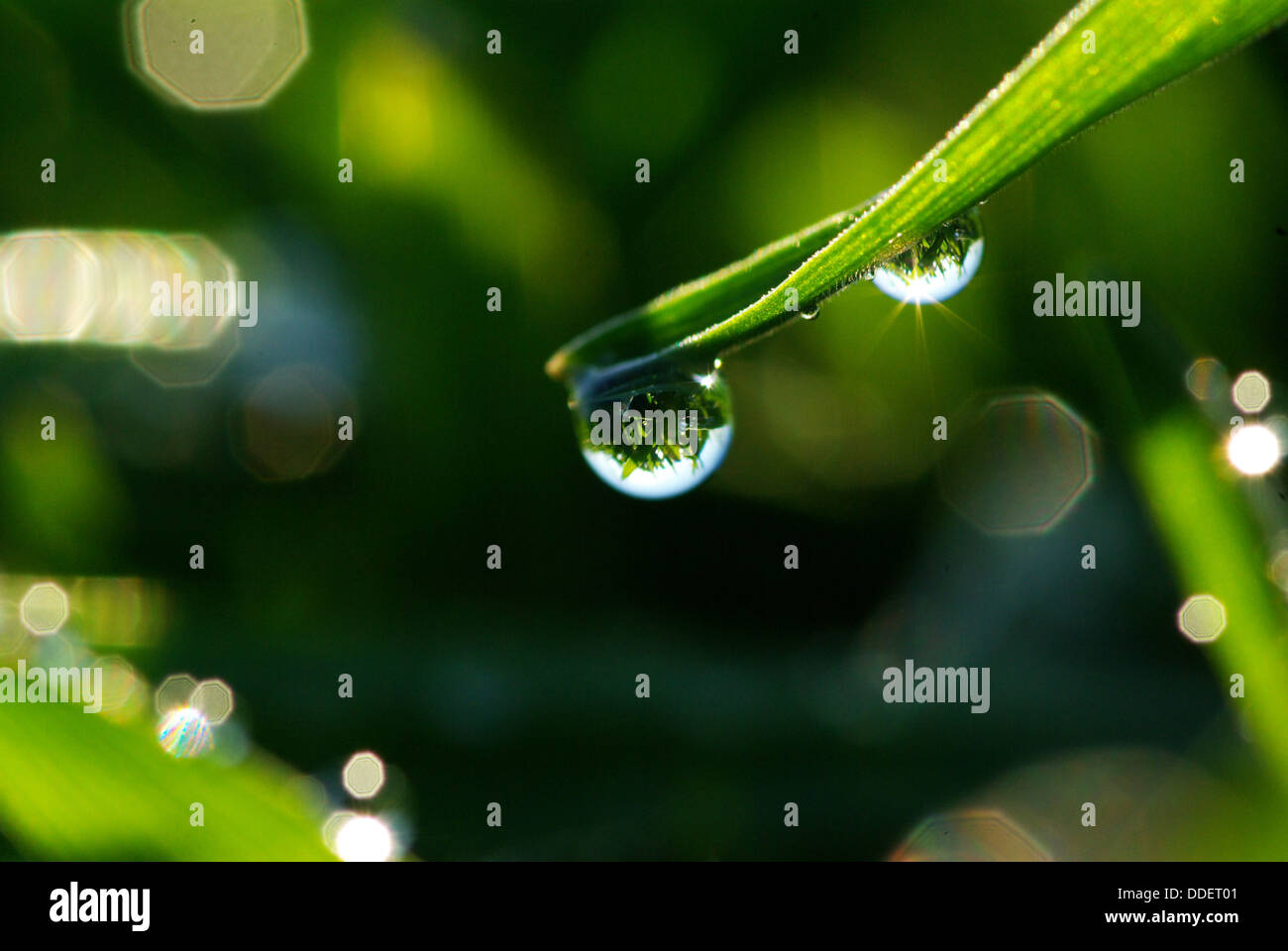 drop on grass Stock Photo - Alamy