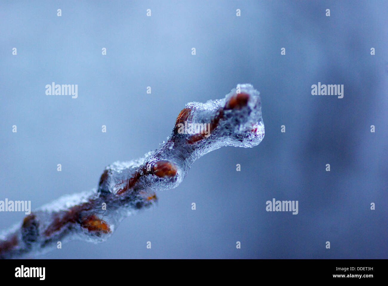 branch with ice Stock Photo - Alamy