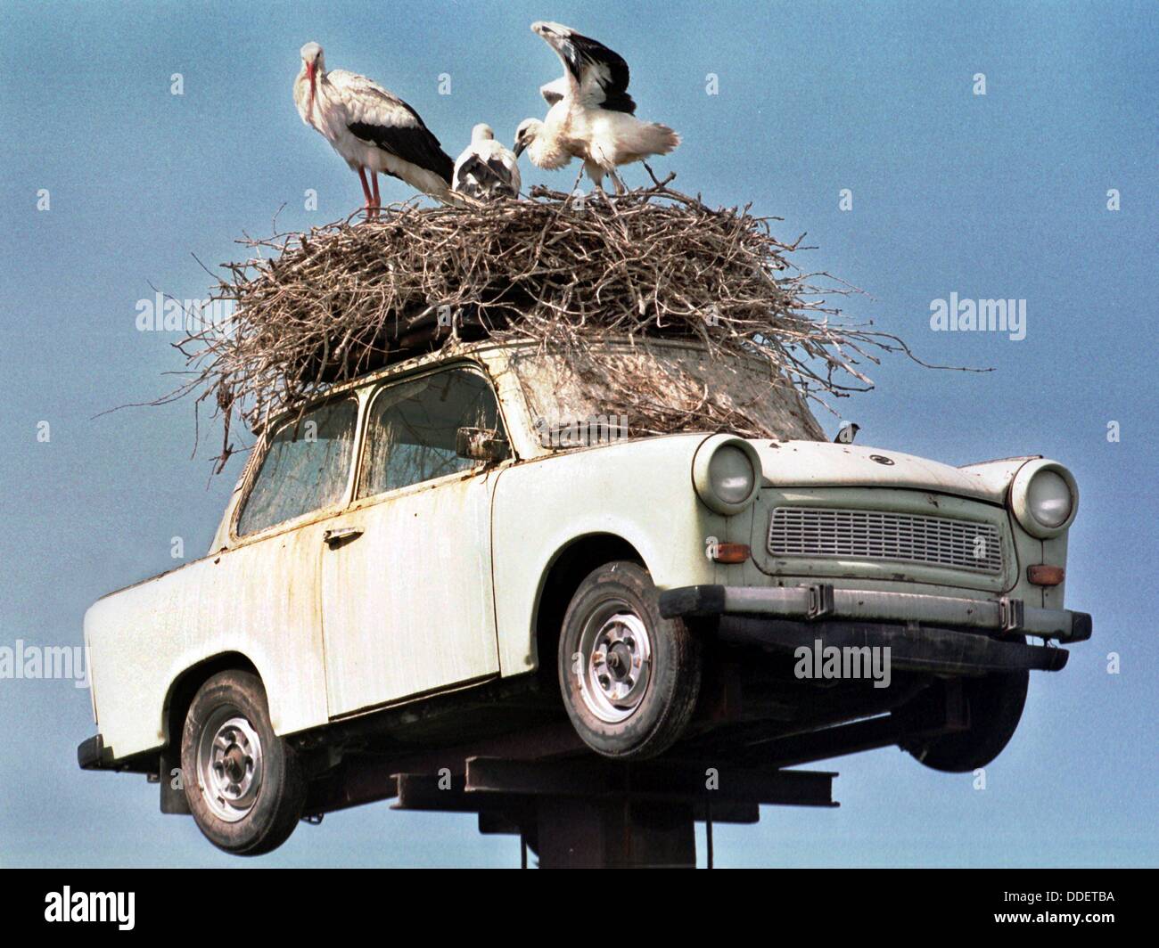 Two young storks grow in the probably most unusual stork's nest in ...