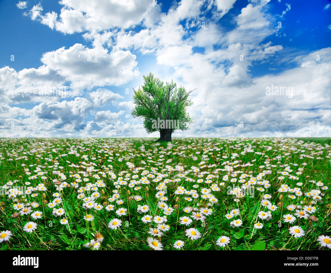 springtime and tree Stock Photo - Alamy
