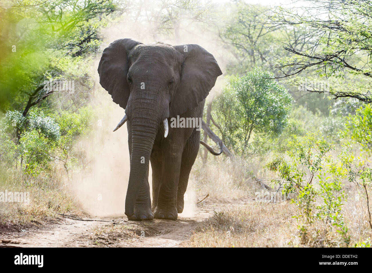 Ellie bull hi-res stock photography and images - Alamy