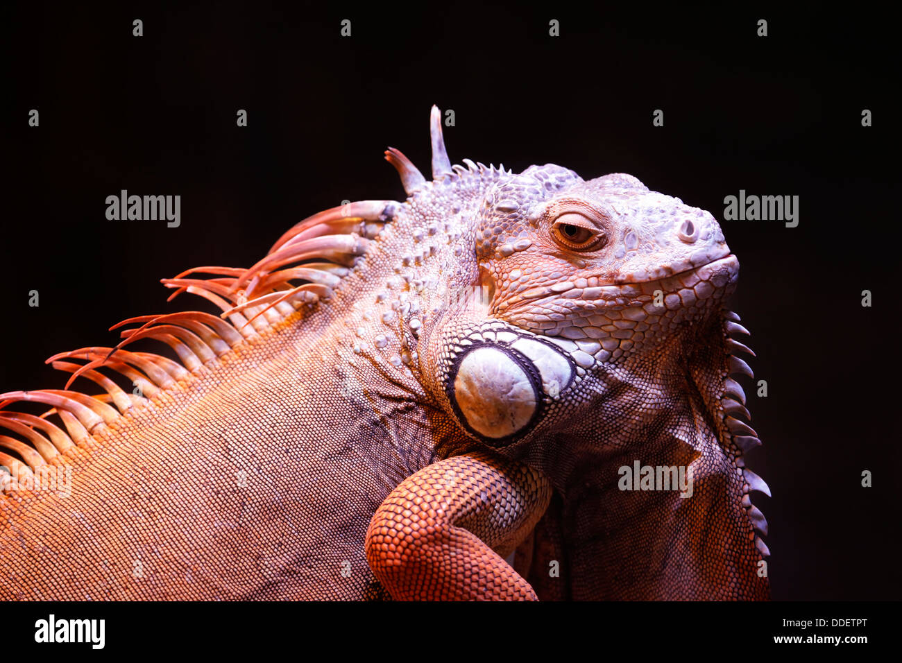 Deadly varan hi-res stock photography and images - Alamy