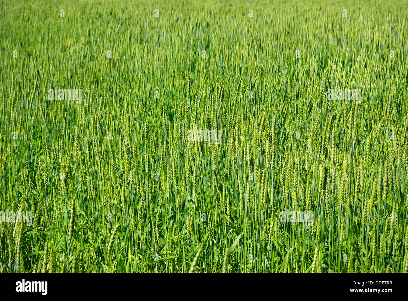 wheat background Stock Photo - Alamy