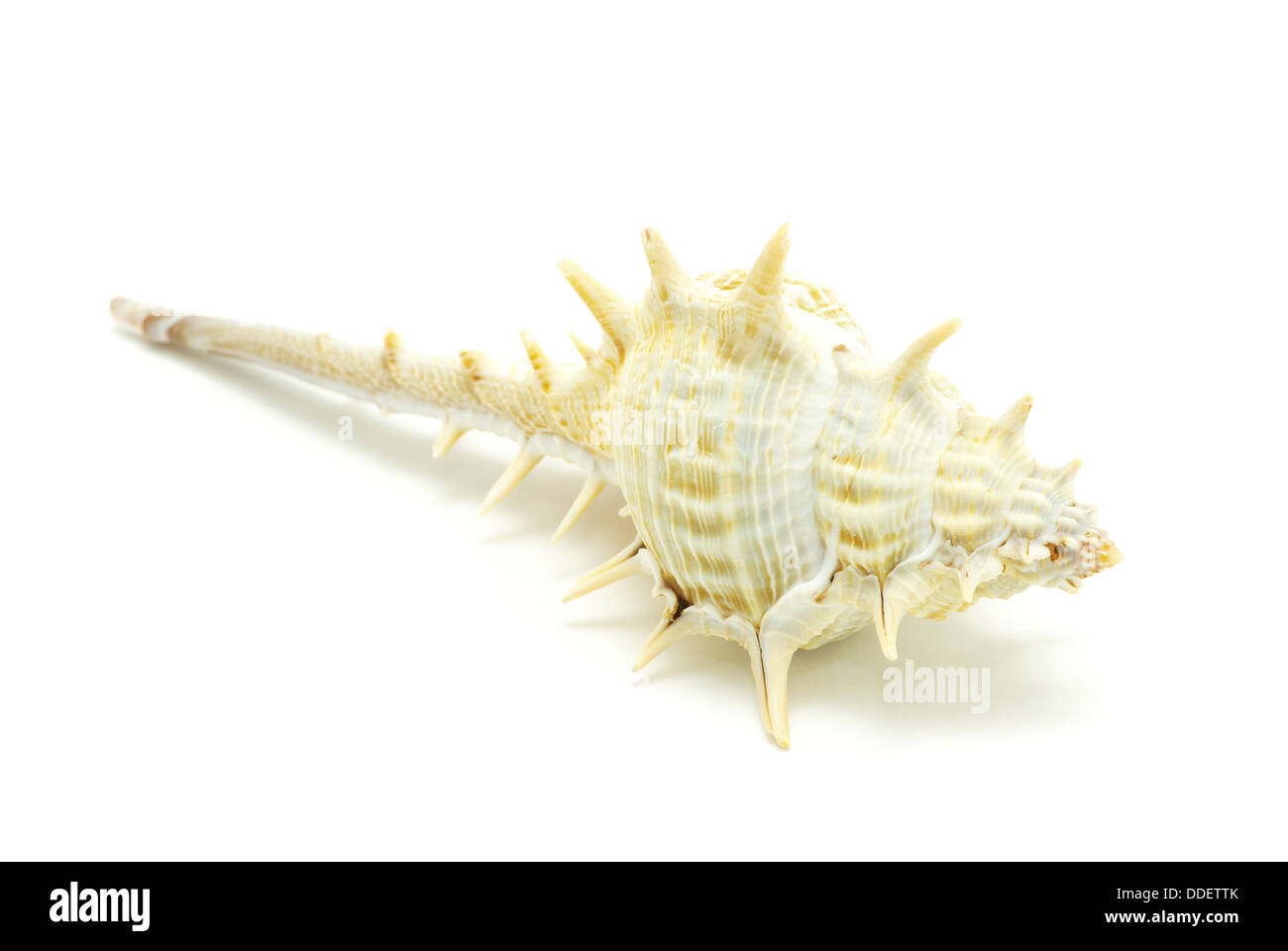 Marine ecology hi-res stock photography and images - Alamy