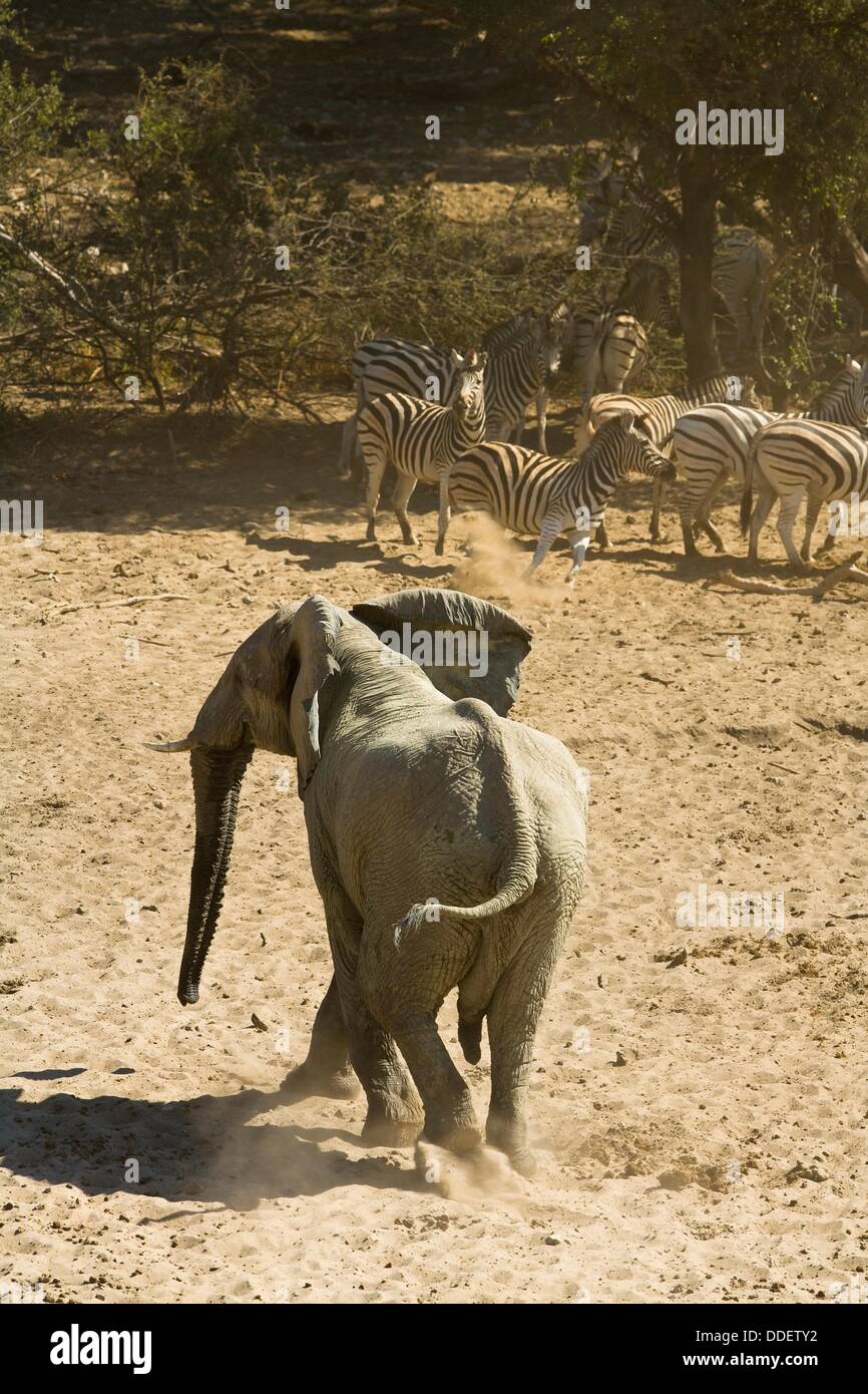 Animal Chasing Zebra High Resolution Stock Photography and Images - Alamy