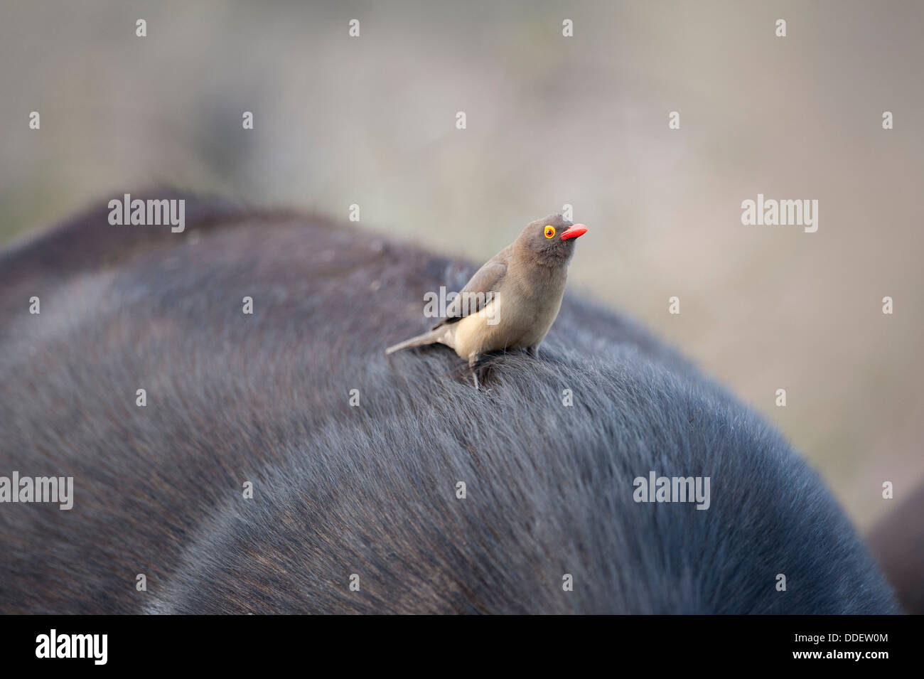 Oxpecker bird hi-res stock photography and images - Alamy