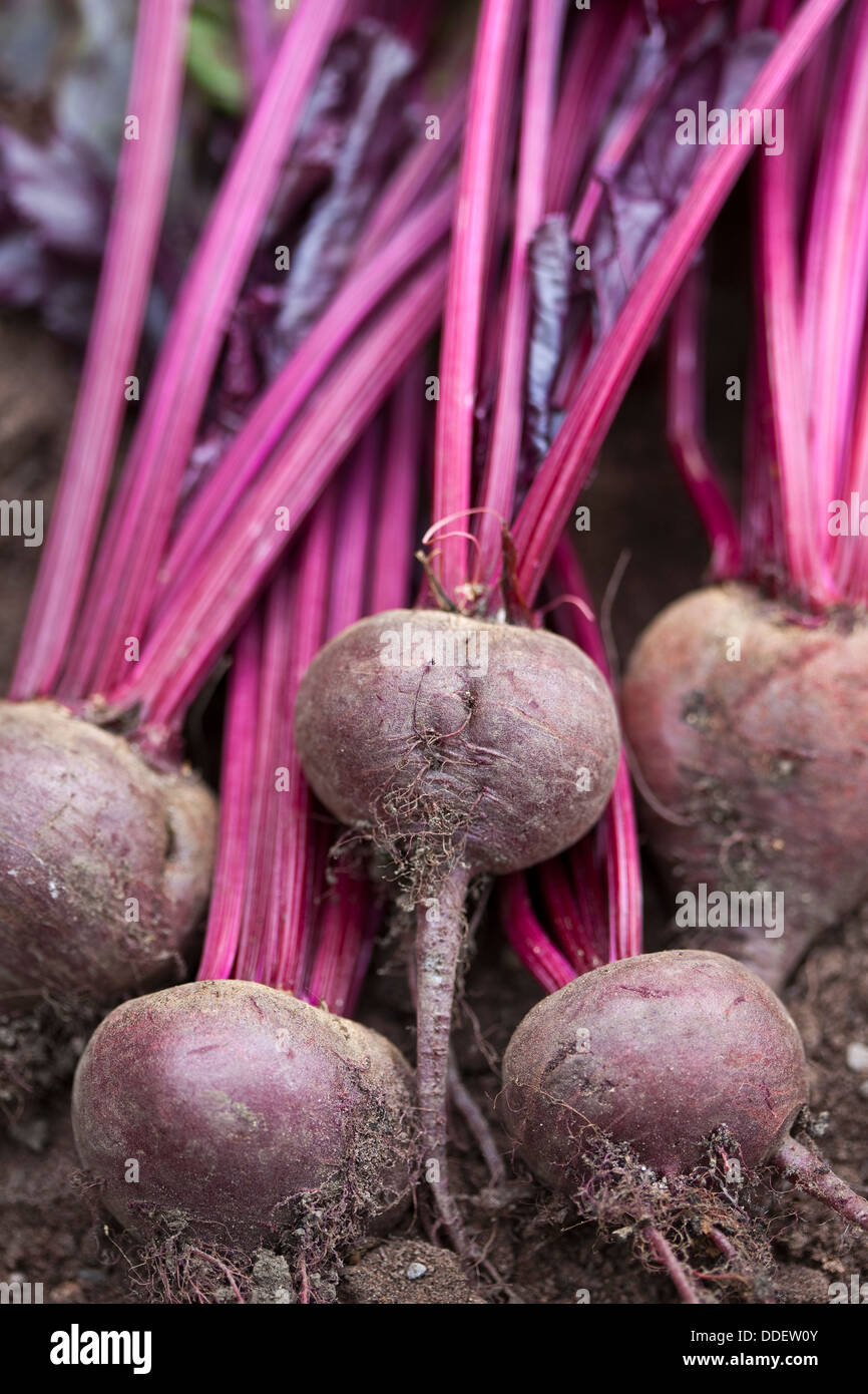 Beet root, soil hi-res stock photography and images - Alamy