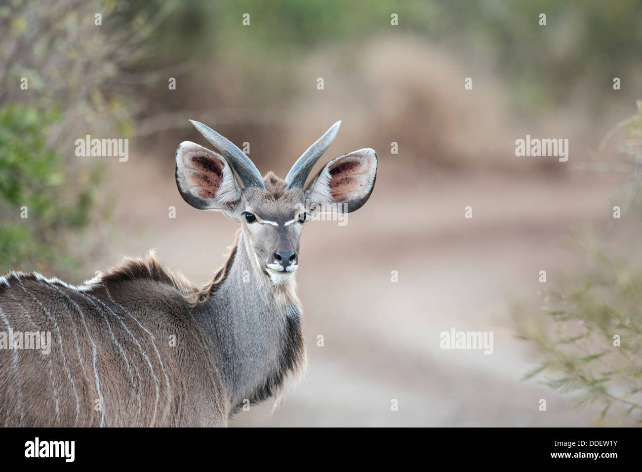 Greater kudu antelope ears hi-res stock photography and images - Alamy