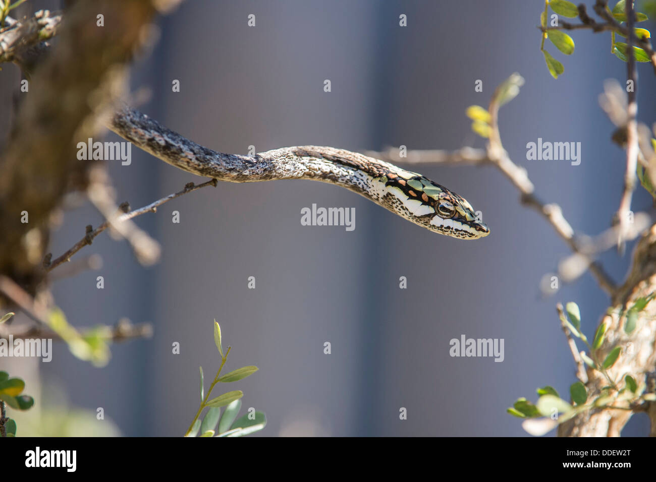 Stick snake hi-res stock photography and images - Alamy