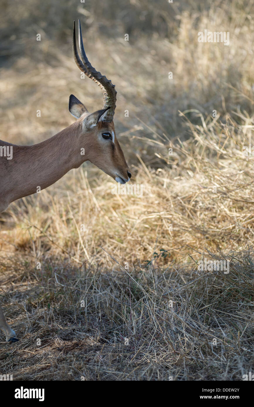 Impala, Rooibok, Aepyceros melampus melampus Stock Photo - Alamy