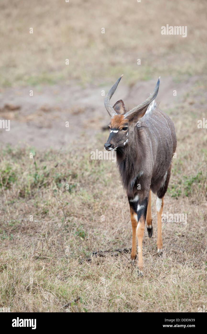 Njala hi-res stock photography and images - Alamy