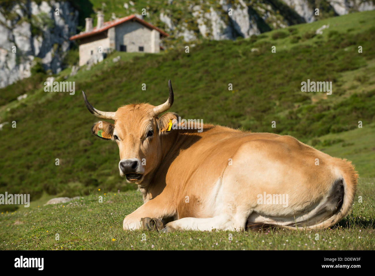 Cow relaxing near Ercina lake Stock Photo - Alamy
