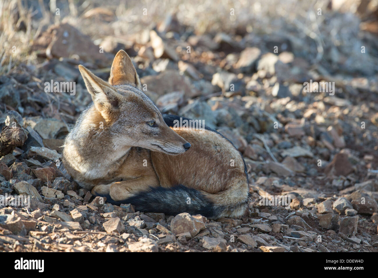 Black backed jackal teeth hi-res stock photography and images - Alamy