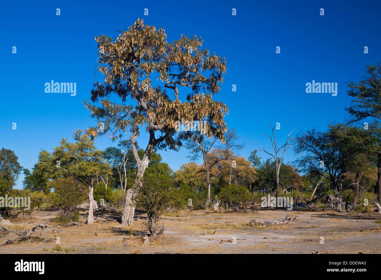 Lonchocarpus Capassa High Resolution Stock Photography and Images - Alamy