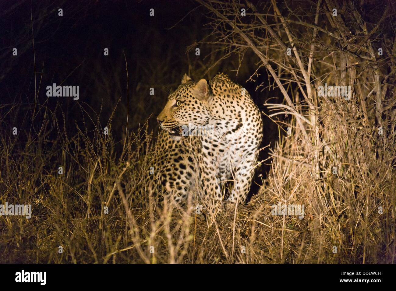 Leopard on hunt hi-res stock photography and images - Alamy