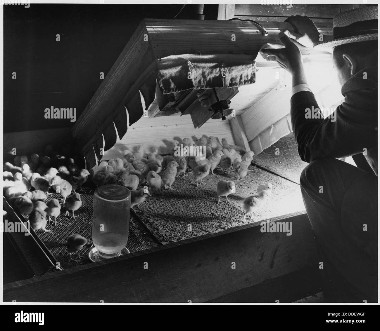 Brooding chicks Black and White Stock Photos & Images - Alamy