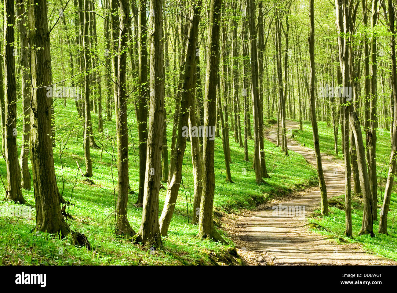 forest path Stock Photo - Alamy