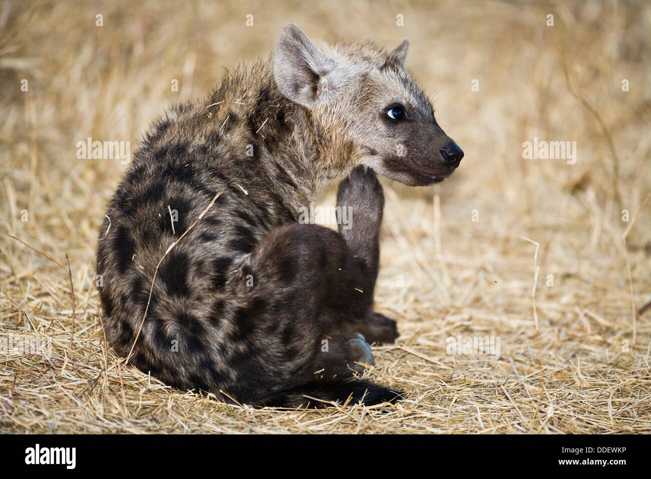A spotted hyena cub (Crocuta crocuta) scratching itself, South Africa ...