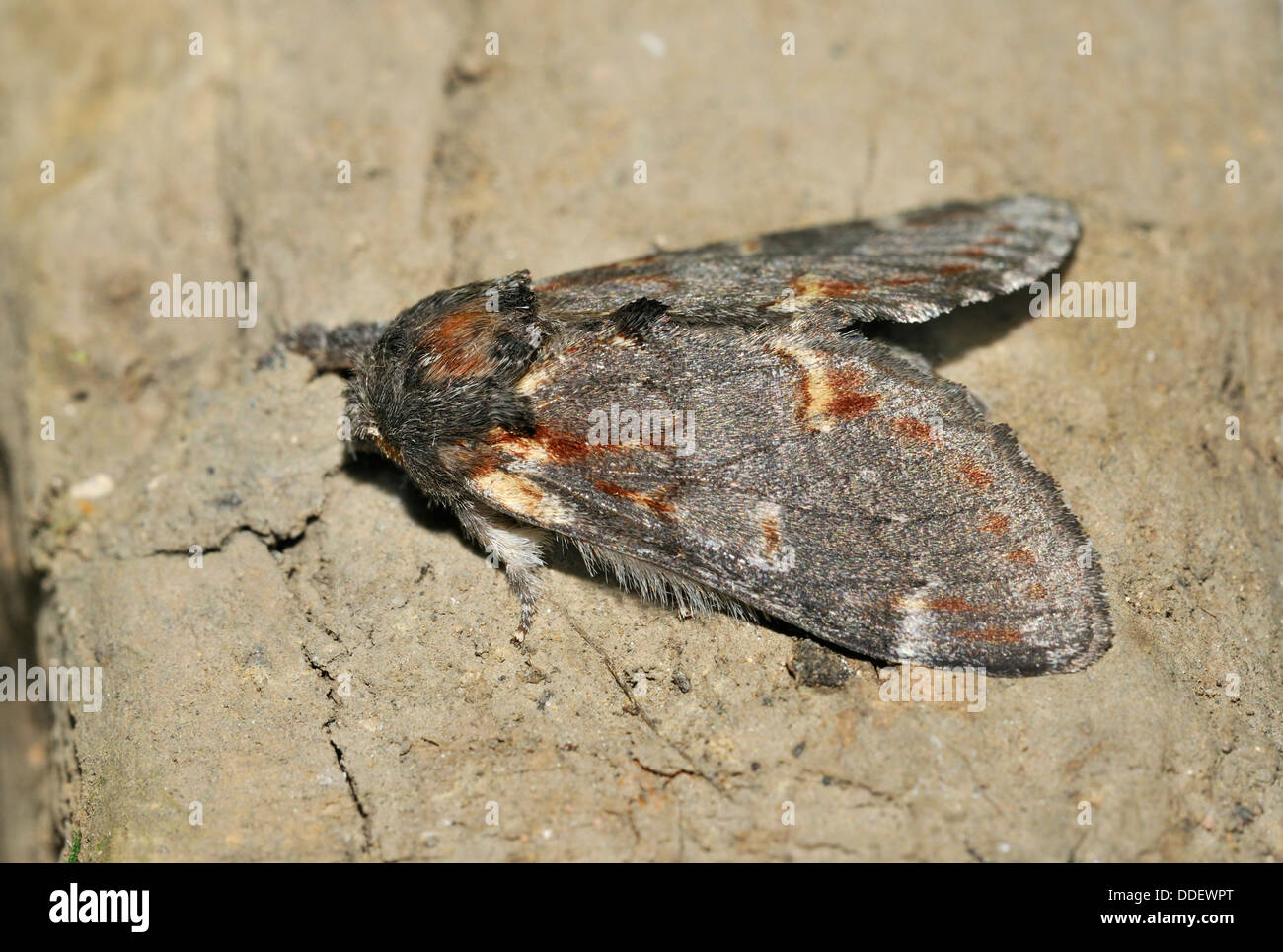 Iron Prominent Moth - Notodonta dromedarius Stock Photo - Alamy