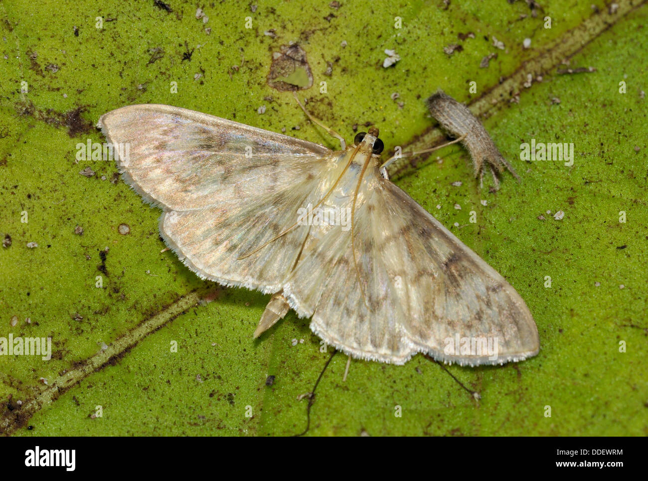 Mother of Pearl Moth - Pleuroptya ruralis On leaf Stock Photo - Alamy