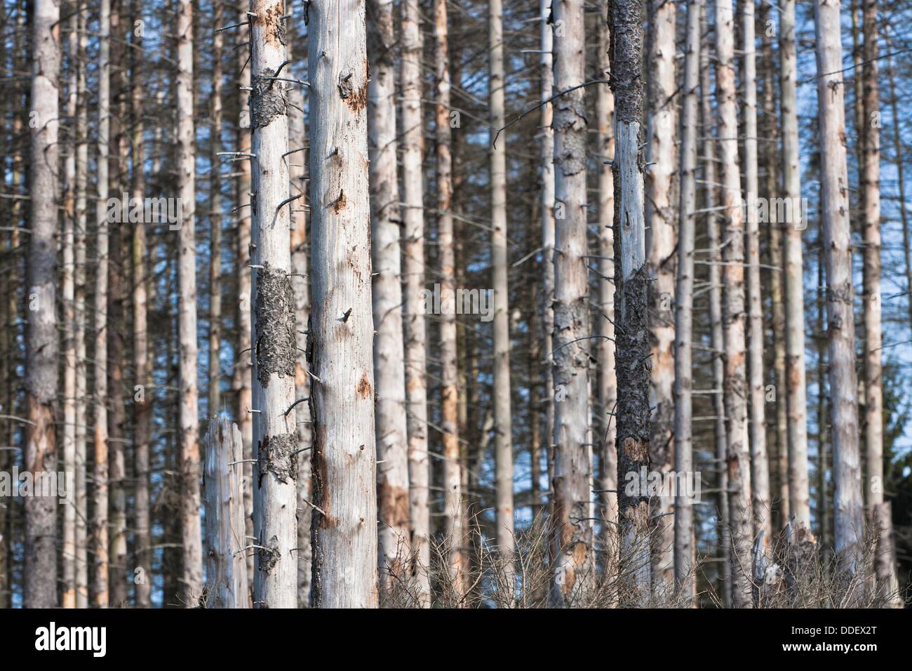 Detail of tree trunks, Harz, Germany, Europe Stock Photo - Alamy