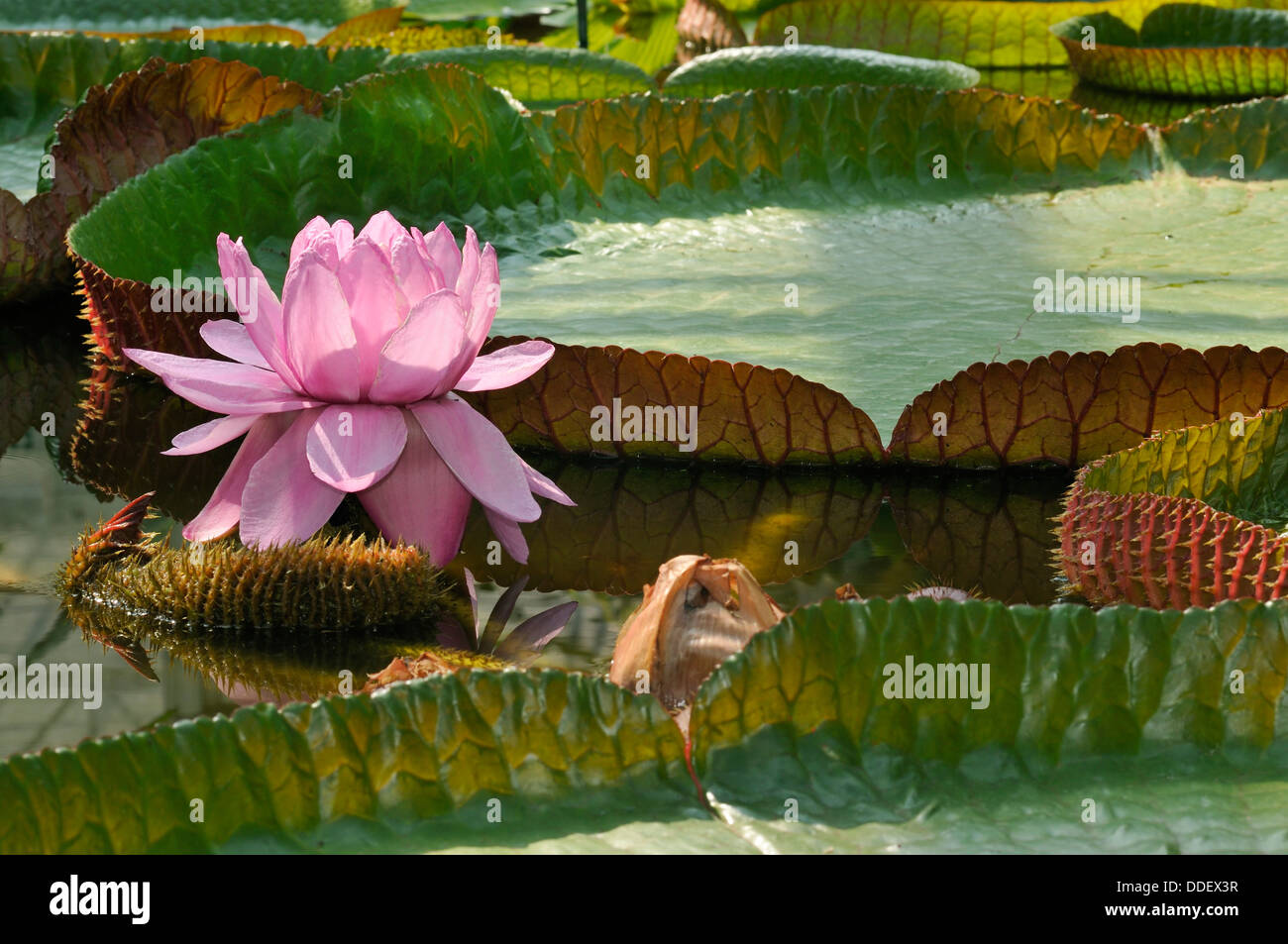 Victoria Lily - Victoria amazonica Amazon Waterlily Stock Photo - Alamy